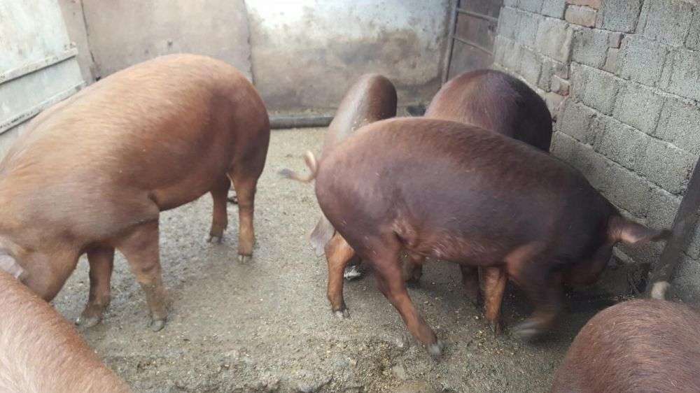 Porci Duroc