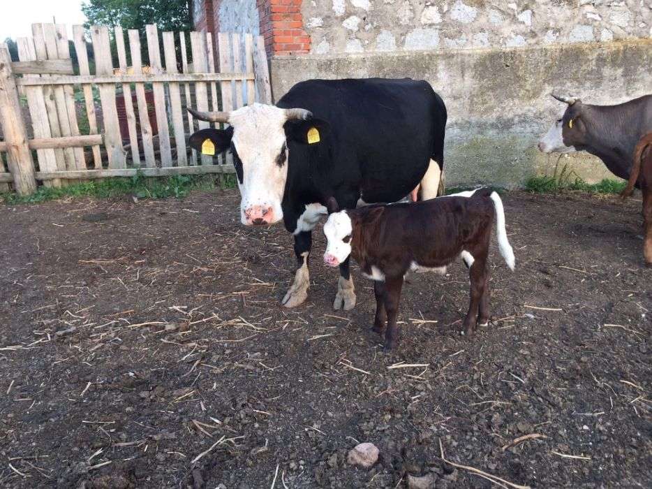 Anunturi Gratuite Animale domestice si pasari- Vaci in Caras Severin