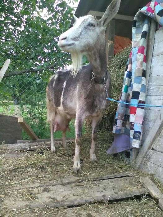 Anunturi Gratuite Animale domestice si pasari- Capre in Suceava