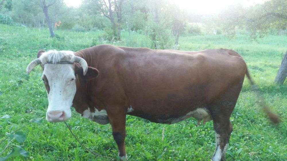 Anunturi Gratuite Animale domestice si pasari- Vaci in Valcea