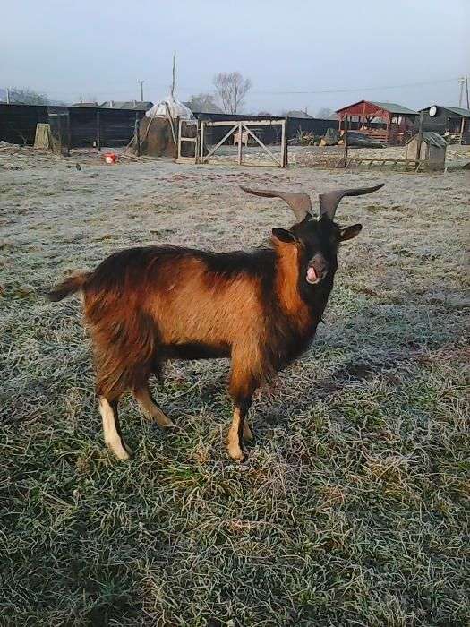 Anunturi Gratuite Animale domestice si pasari- Capre in Bistrita nasaud
