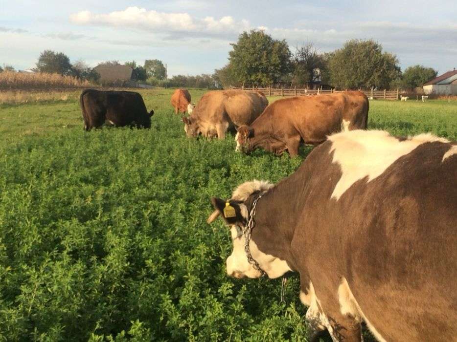 Anunturi Gratuite Animale domestice si pasari- Vaci in Suceava