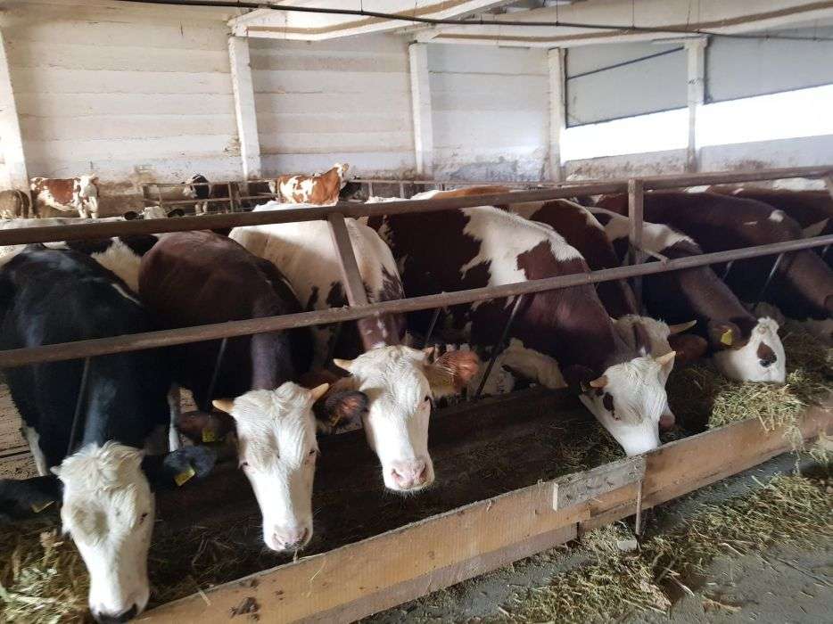 Anunturi Gratuite Animale domestice si pasari- Vaci in Botosani