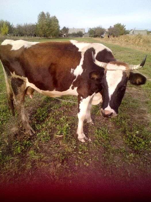 Anunturi Gratuite Animale domestice si pasari- Vaci in Suceava