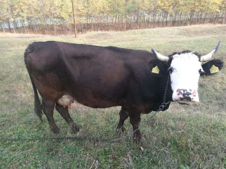 Anunturi Gratuite Animale domestice si pasari- Vaci in Botosani