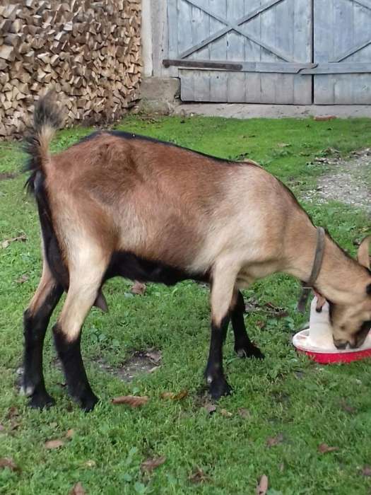 Anunturi Gratuite Animale domestice si pasari- Capre in Salaj