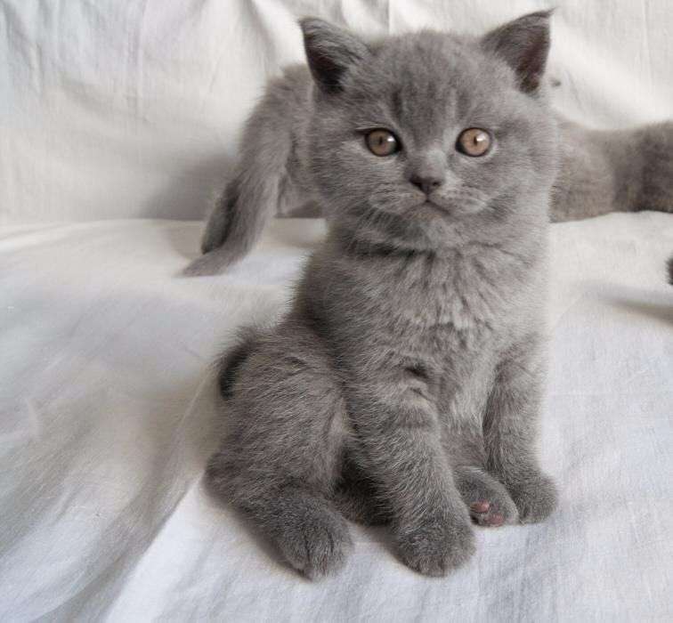 Vand Pui Pisica Scottish Fold Blue Asigur Transport in Bucuresti