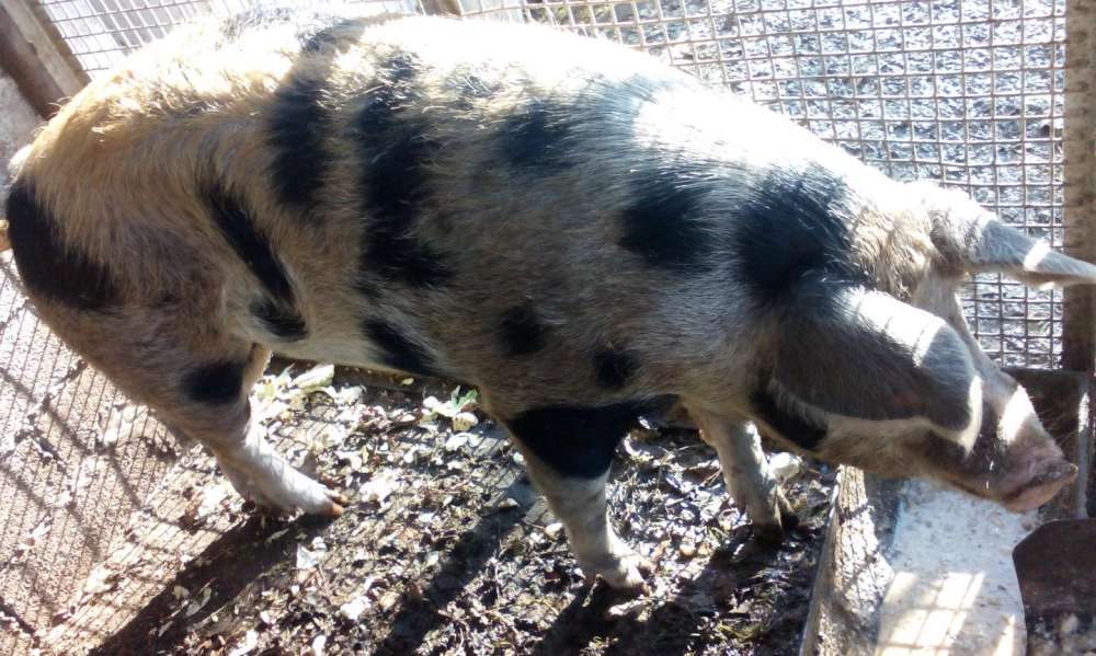 Anunturi Gratuite Agro si industrie- Animale domestice si pasari in ...