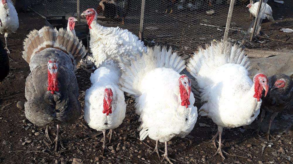 Anunturi Gratuite Agro si industrie- Animale domestice si pasari in ...