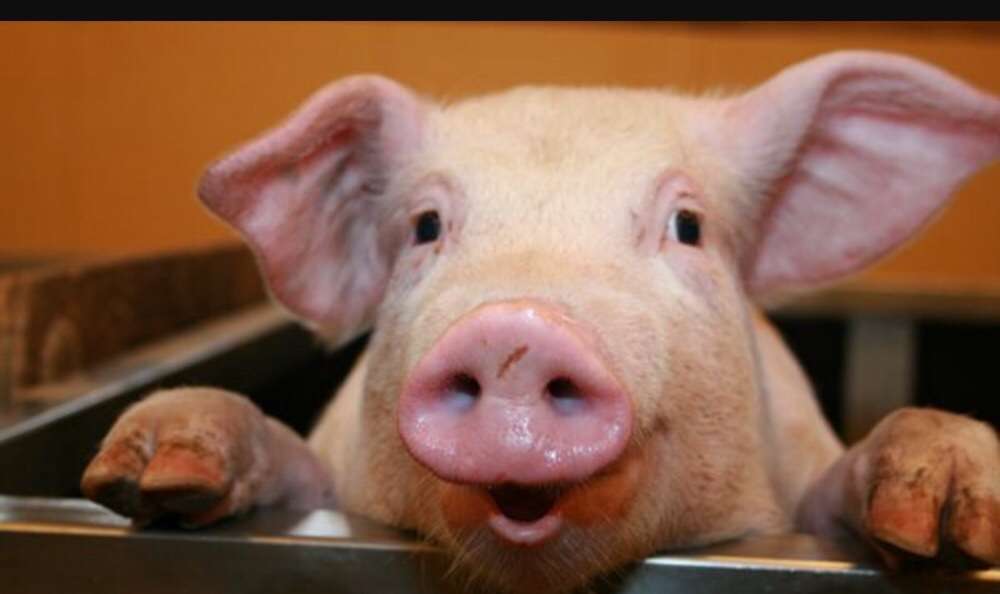 Anunturi Gratuite Animale domestice si pasari- Porci in Bihor