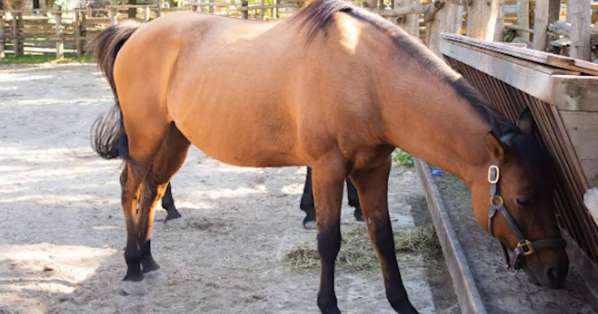 Riverdale Farm brings a bit of the country to Toronto