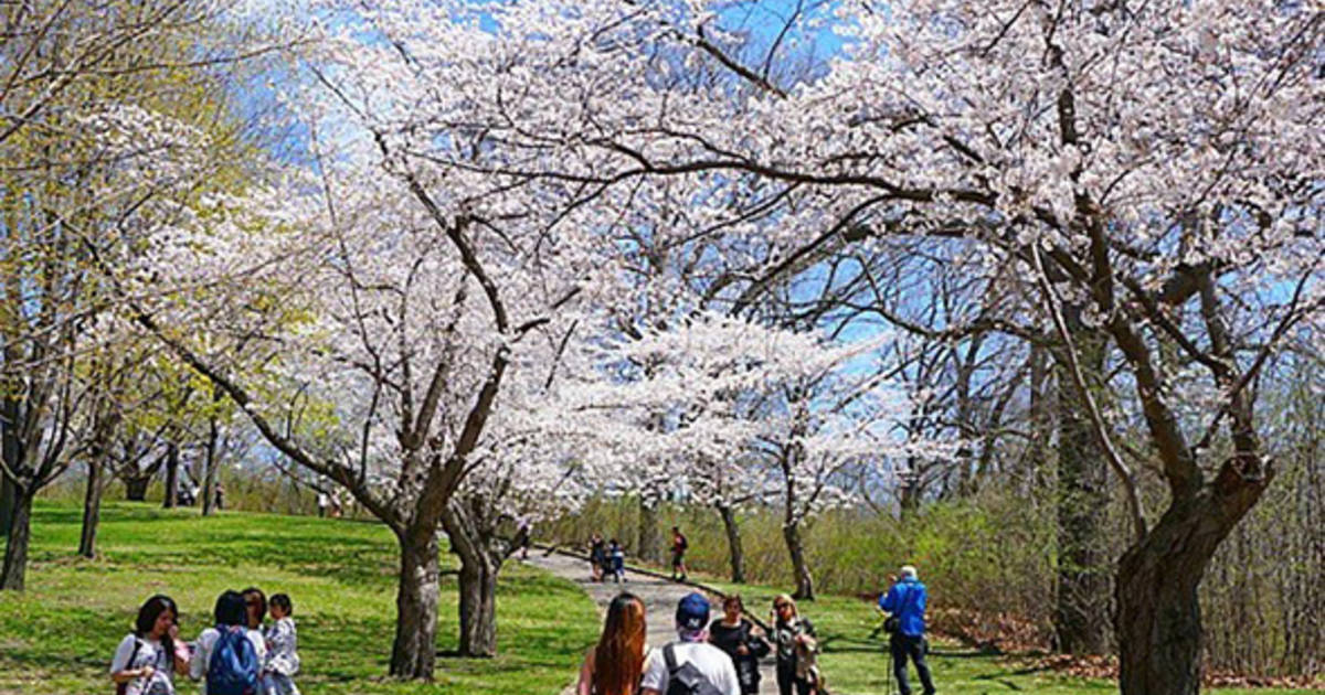 Your photos of the High Park cherry blossoms