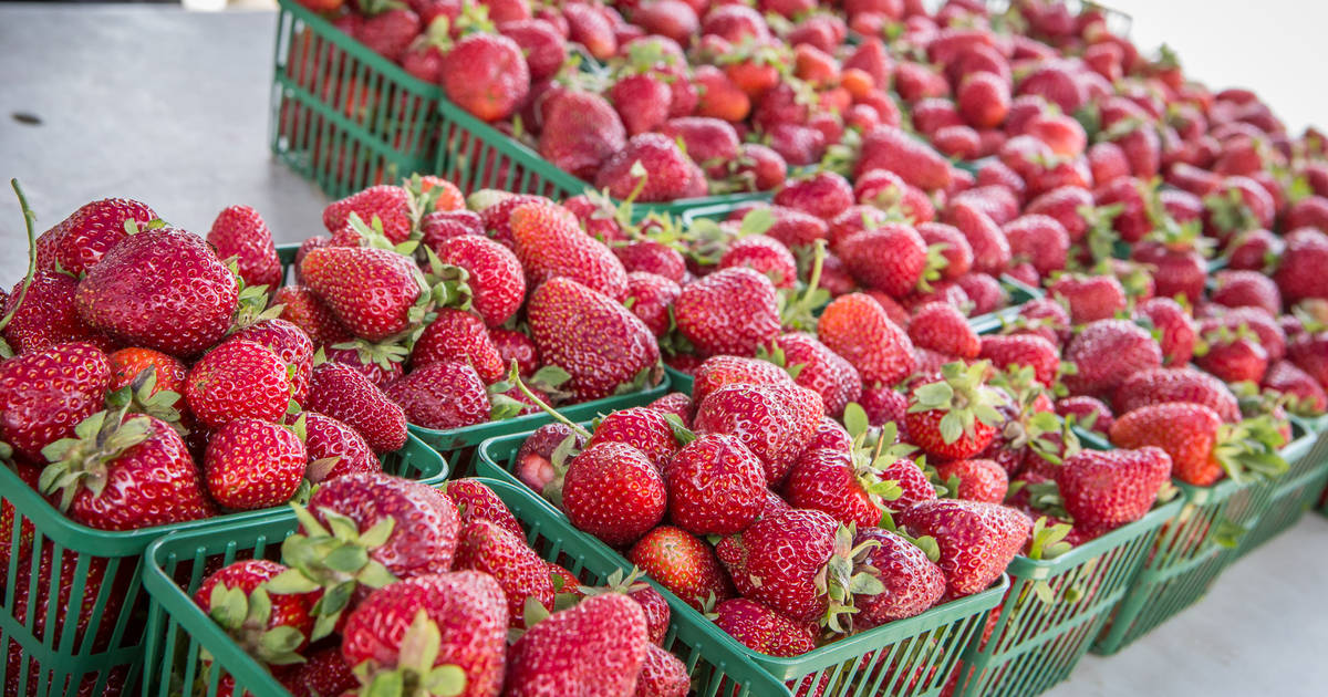 10 farms for strawberry picking near Toronto