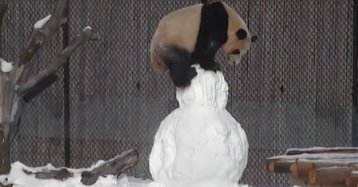 Toronto panda discovers snowman for the first time