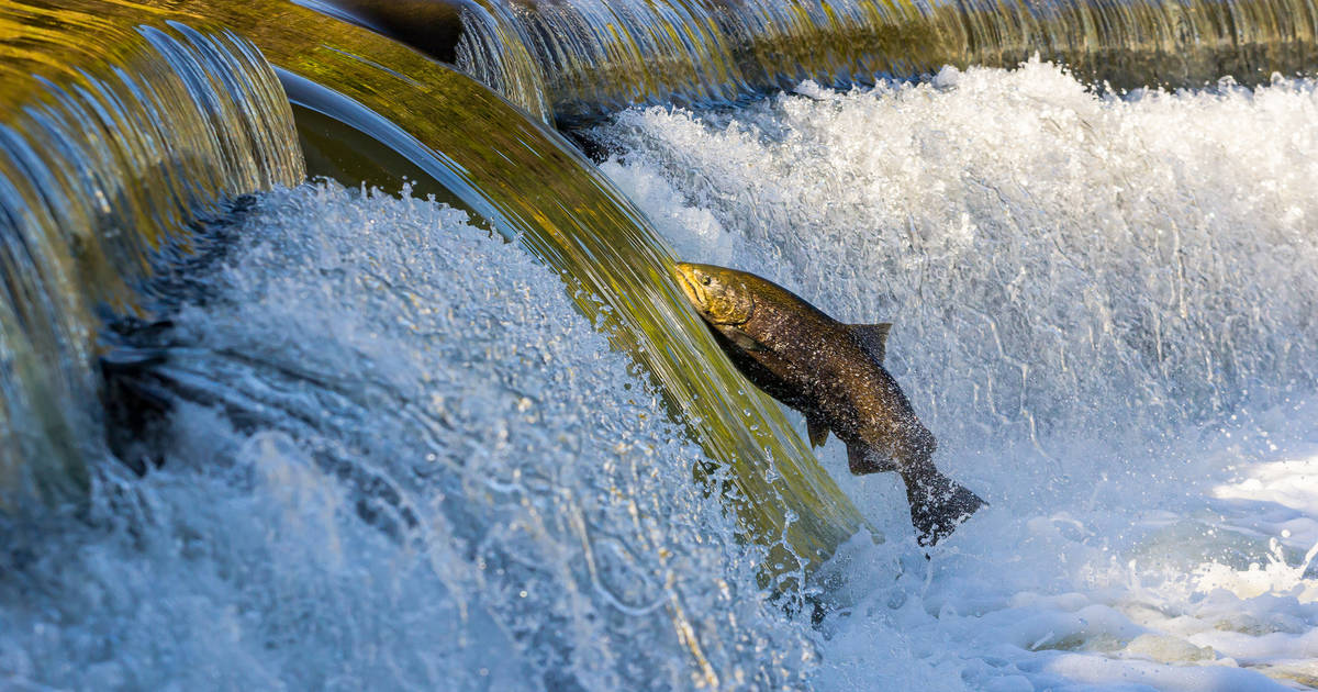 Salmon jumping is Toronto's newest spectator sport