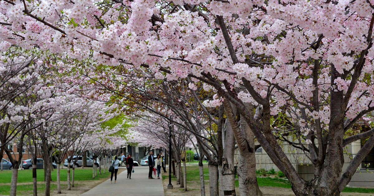 5 places to find cherry blossoms in Toronto beyond High Park