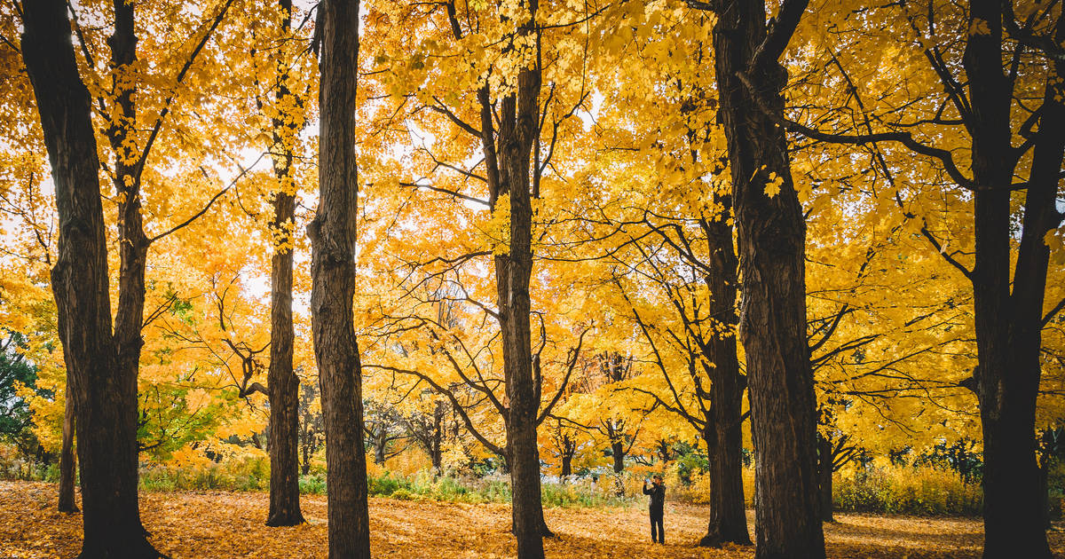 Fall might be outrageously beautiful in Toronto this year