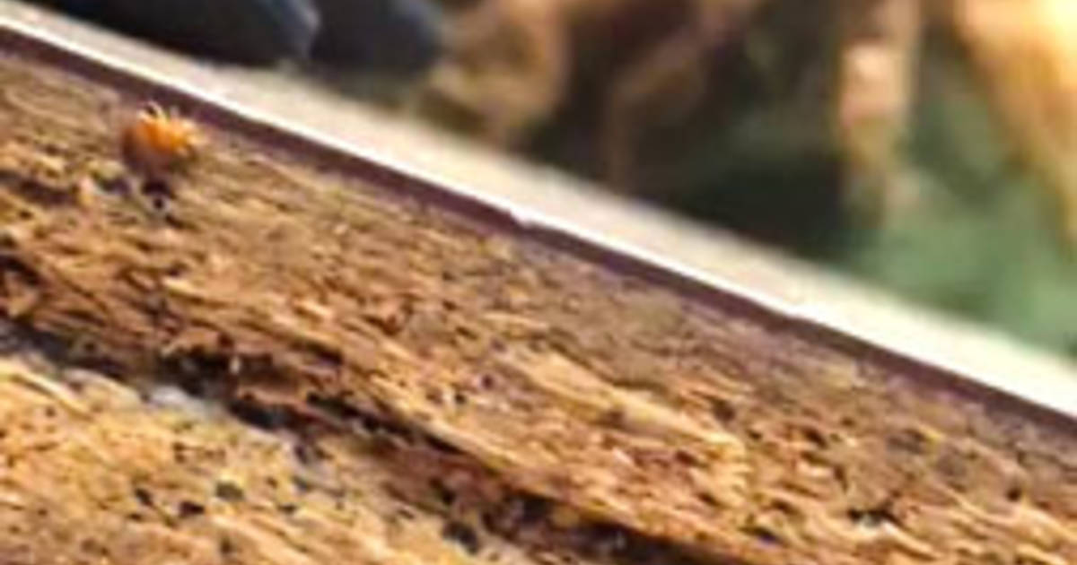 Video shows bed bugs crawling around Ryerson classroom