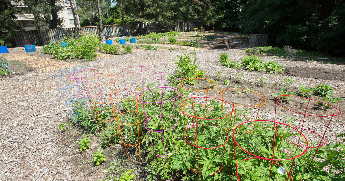 Province gives green light for community gardens to operate in Toronto