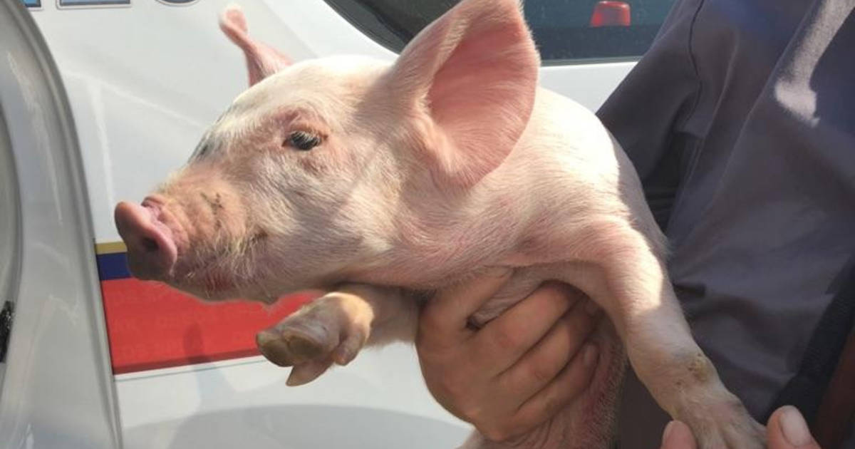 Police rescue baby pig from Toronto highway