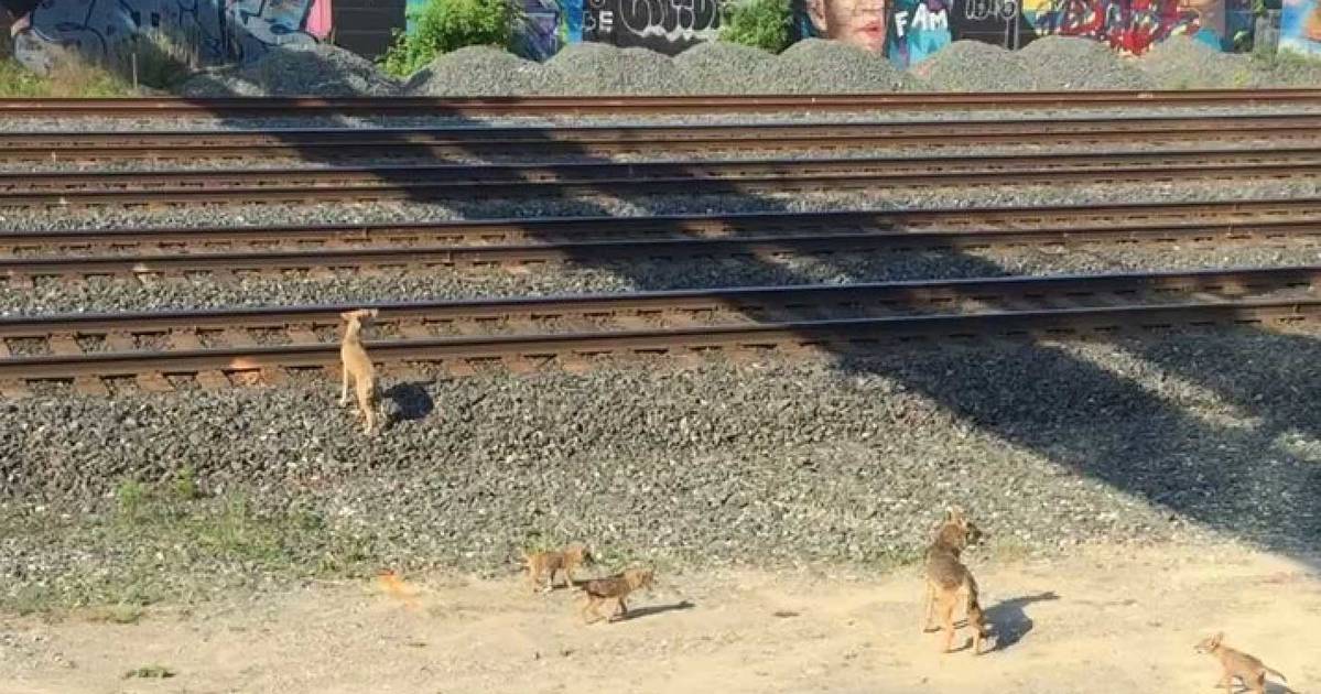 Coyote pups spotted walking in downtown Toronto