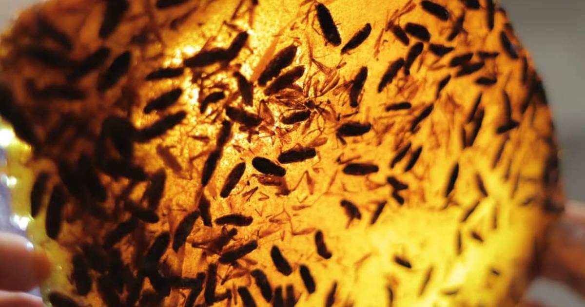 Toronto is getting a store for cricket and ant candy