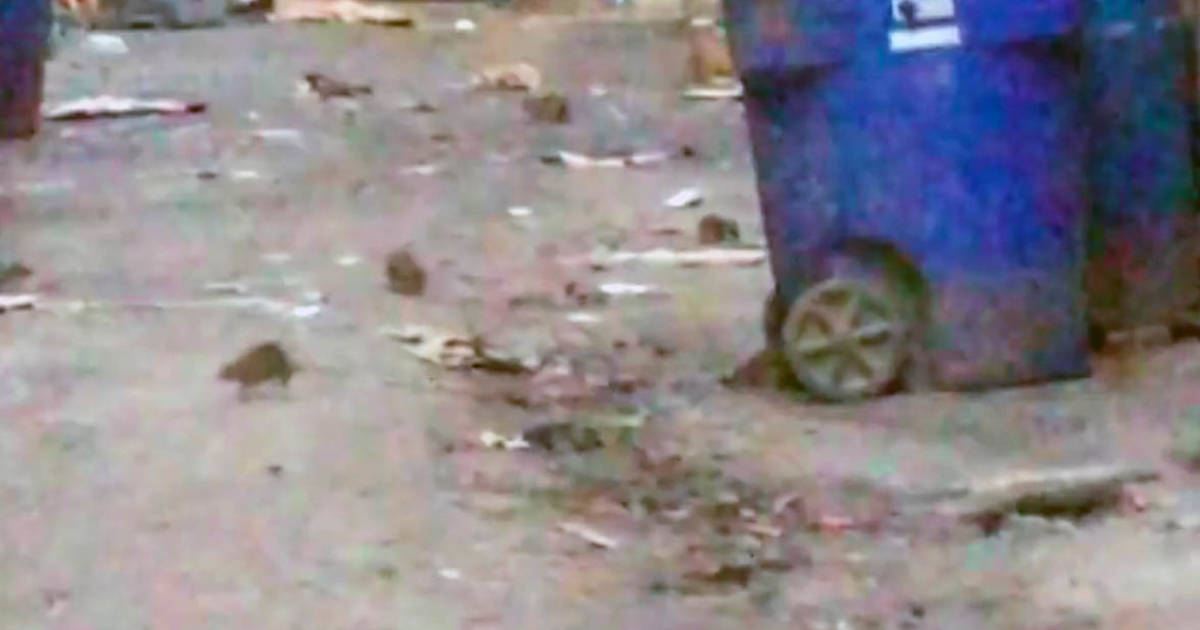 Rats have completely taken over an alley in Toronto