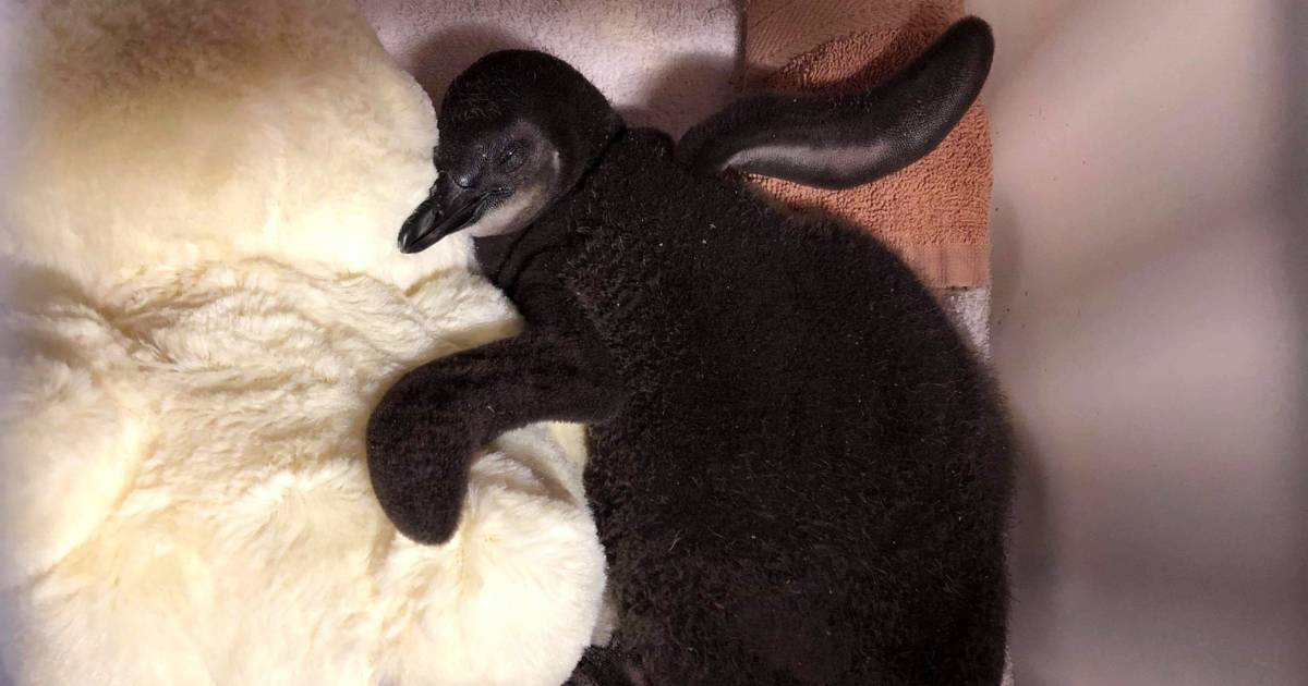 The 5 cutest animals at the Toronto Zoo right now