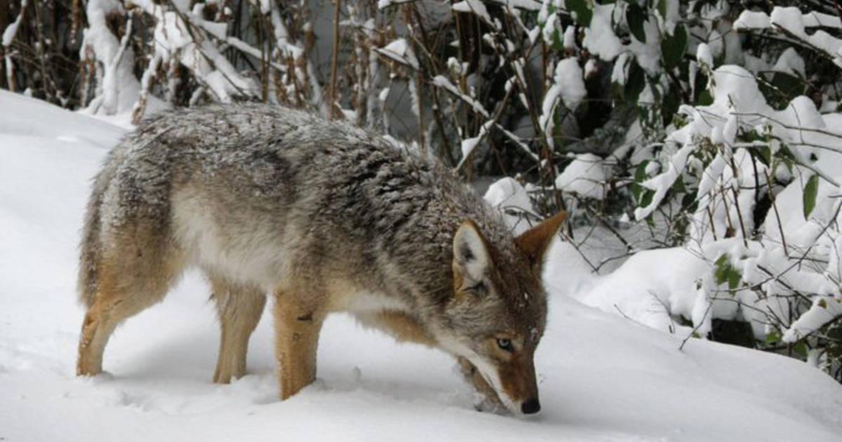 Here's why coyote sightings have spiked in Toronto recently