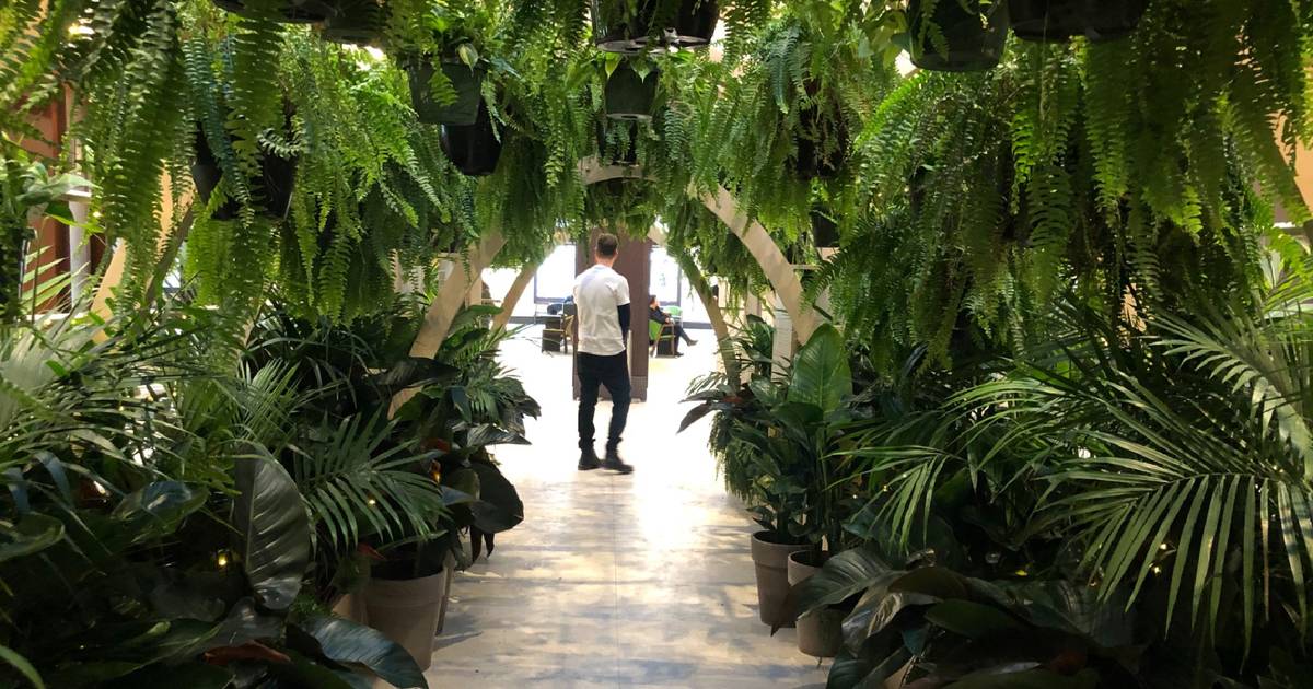 Toronto just got an indoor tunnel made out of plants