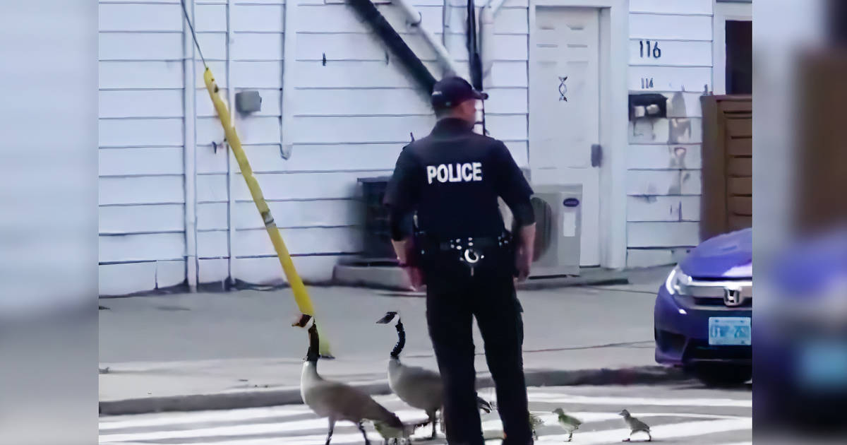 Videos show police escorting family of geese through downtown Toronto