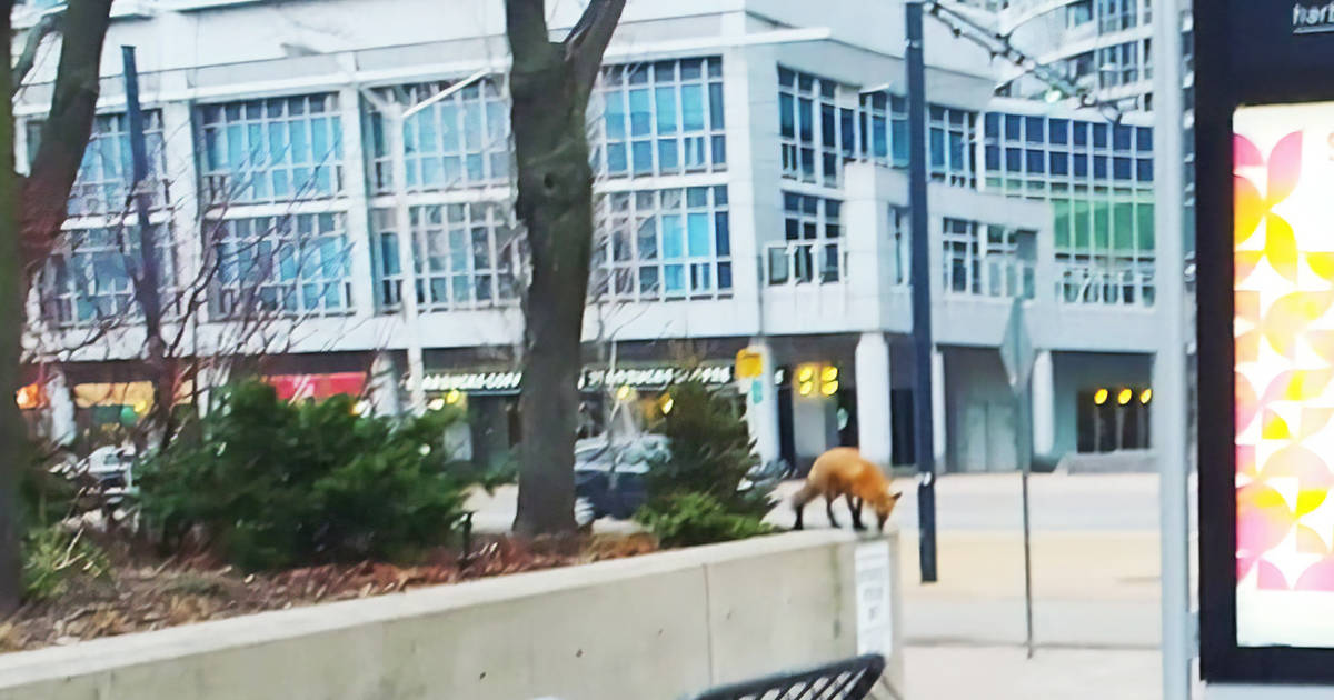 Fox sightings are on the rise in Toronto now that fewer people are out ...