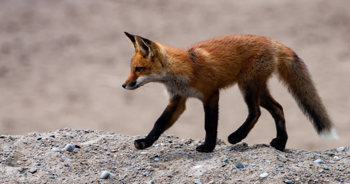 Volunteers to stop protecting family of foxes in Toronto after threats ...