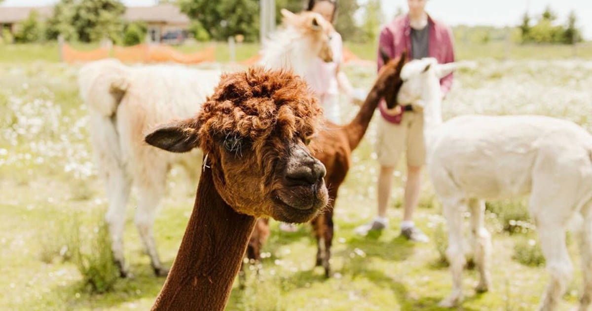 You can walk and pet alpacas at this farm near Toronto but you'll need ...
