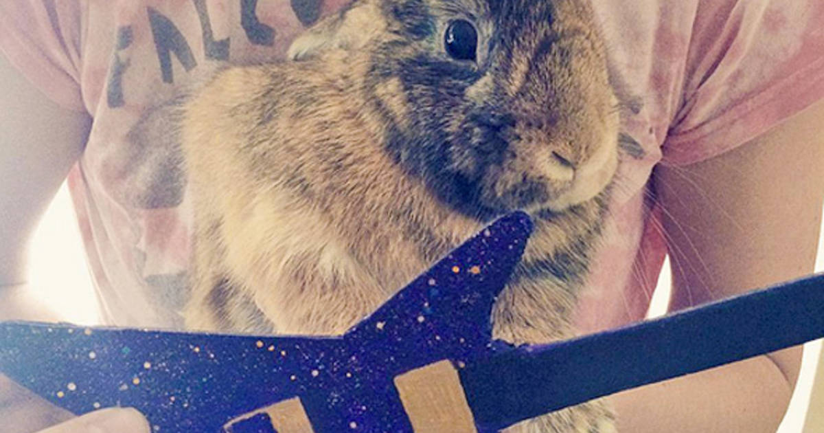Toronto bunny rabbits celebrate Easter on Twitter