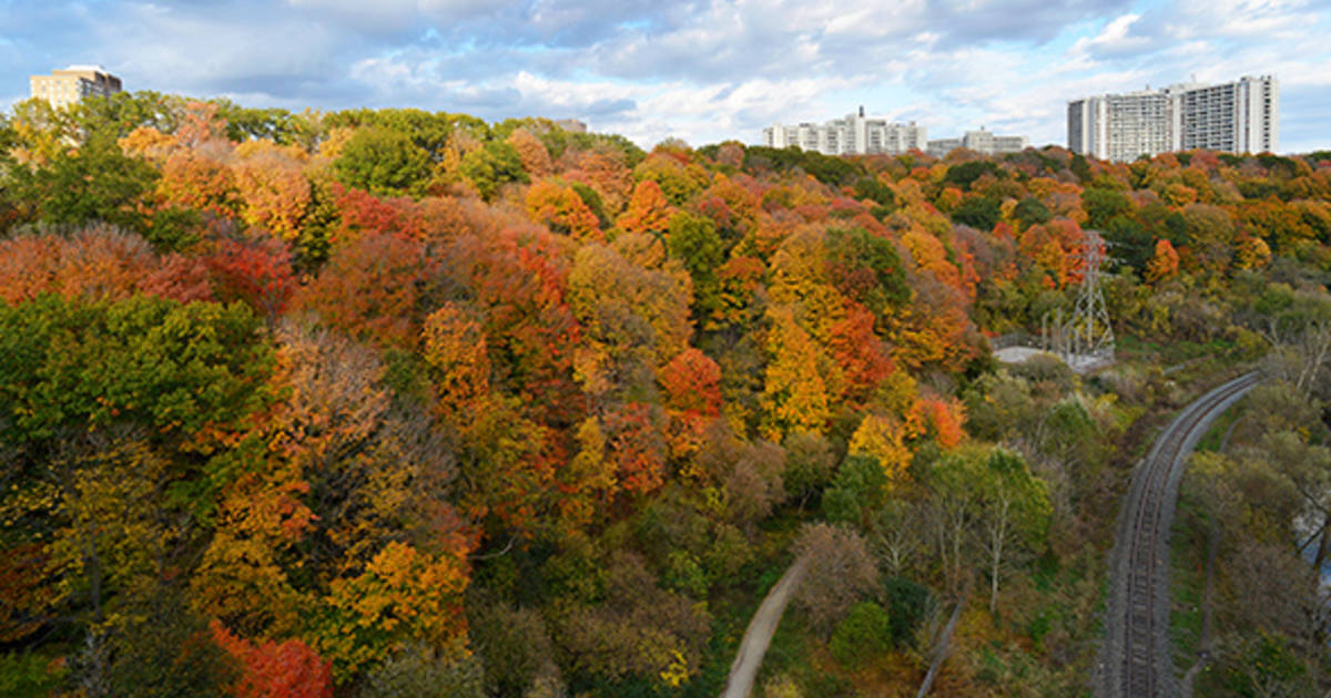 This is what the Don Valley looks like at the peak of fall