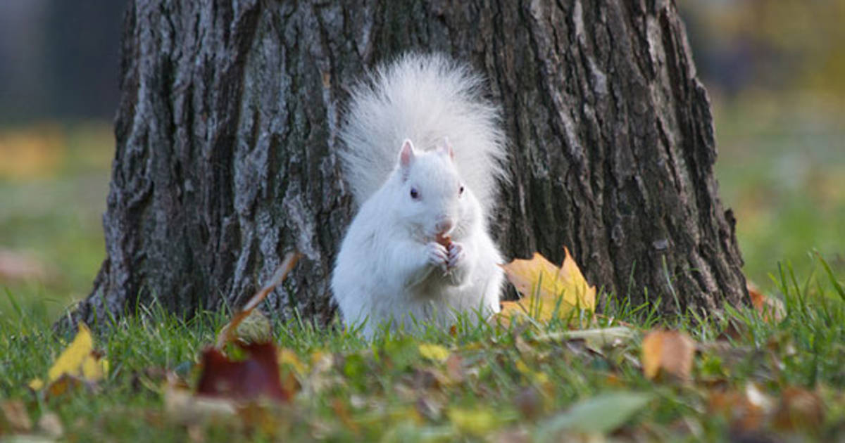 All you need to know about white squirrels in Toronto