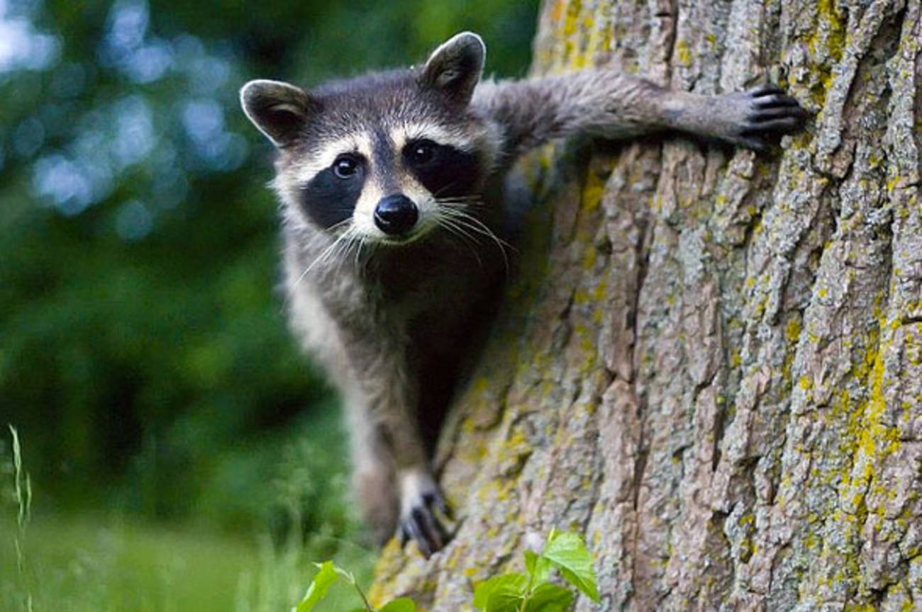 Cute, crafty and toxic - meet the raccoons of Toronto