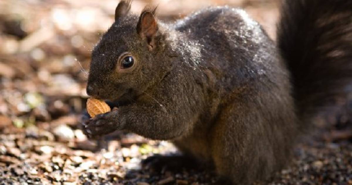 Invasion of the Flying Squirrels