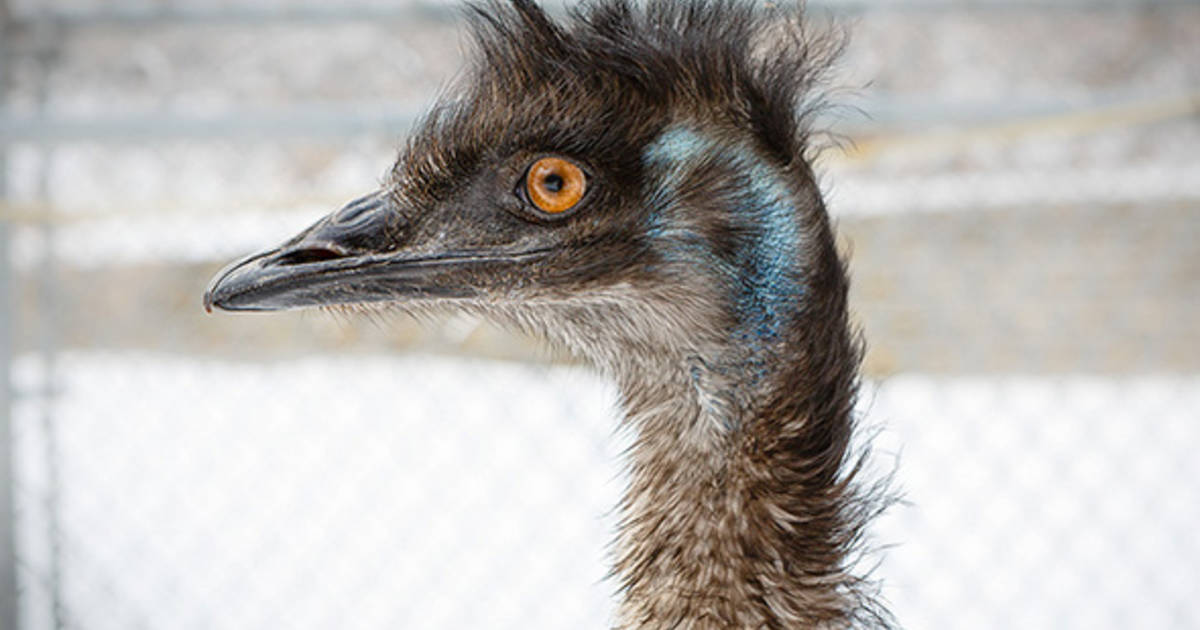 The Emu of High Park Zoo