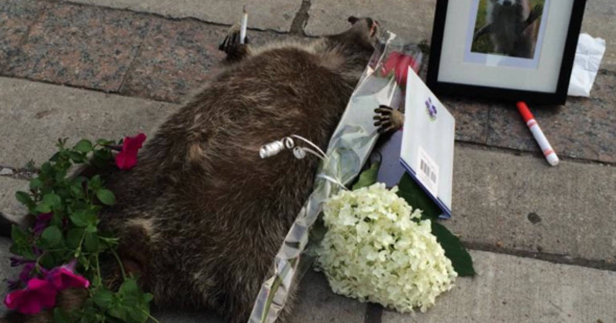Dead Toronto raccoon gets a memorial and hashtag