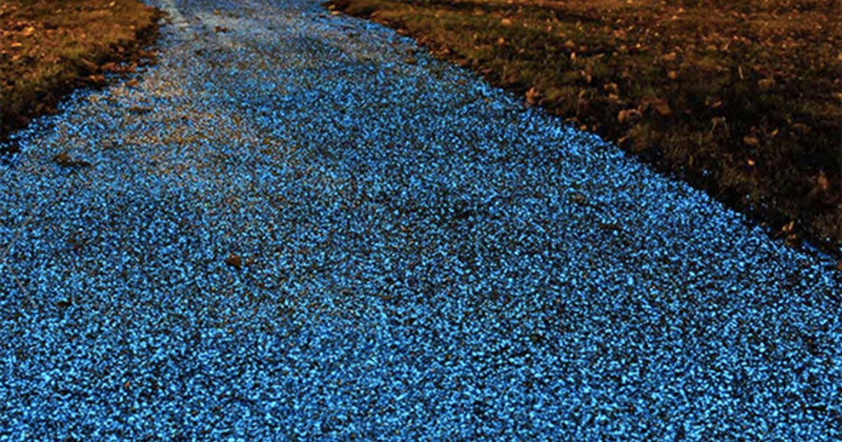 Toronto might get a glow in the dark bike path