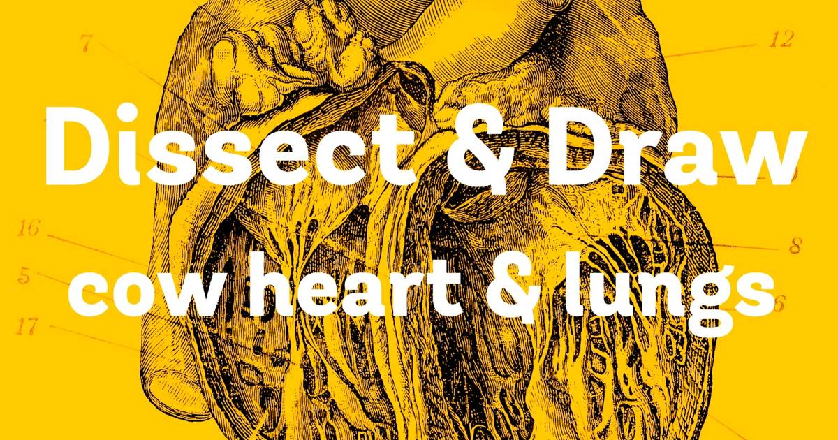 Dissect & Draw: Cow Heart & Lungs