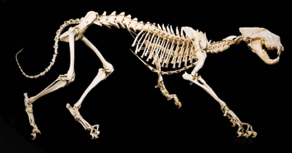 Taxidermy 101: Skeleton Articulation