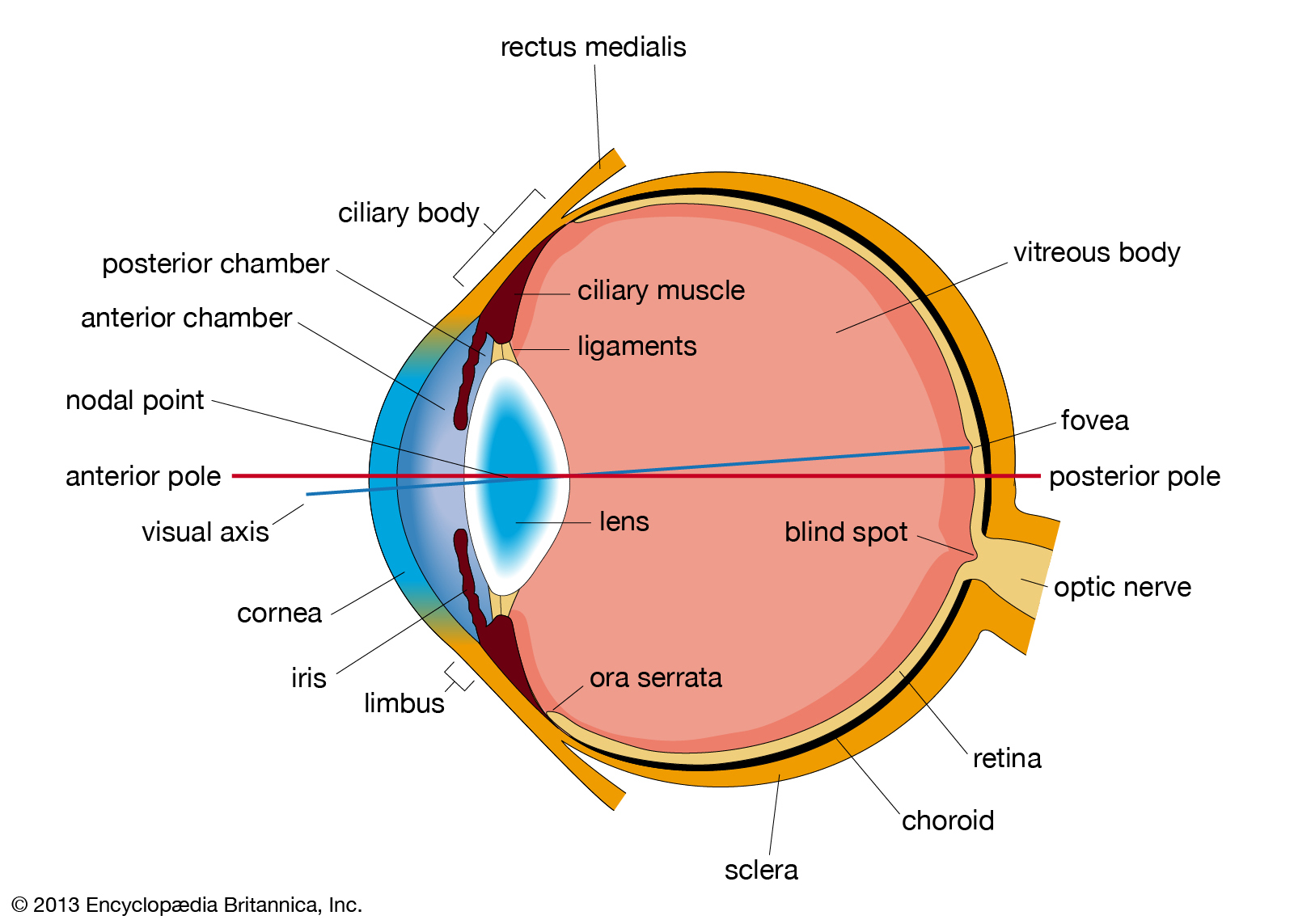 The Eye And Its Working Class Twelve Biology The Eye And Its Working Class Twelve Biology