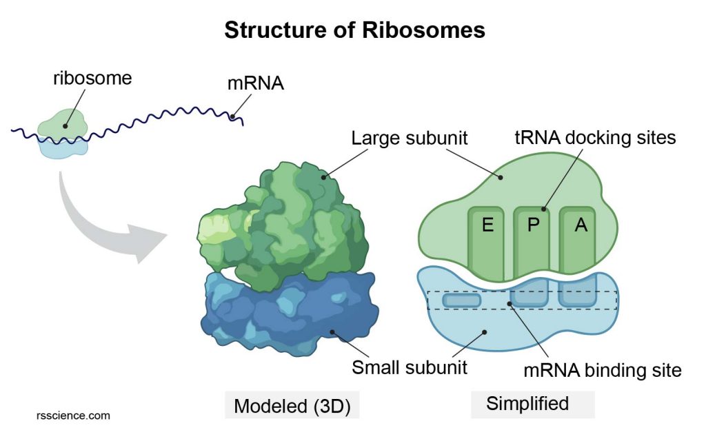 Translation Protein Synthesis Class Twelve Biology Translation Protein Synthesis Class Twelve Biology