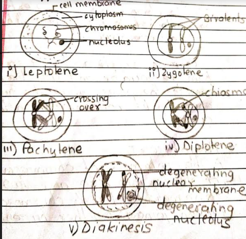 Describe the steps of prophase-I of meiosis. | Class Eleven Biology