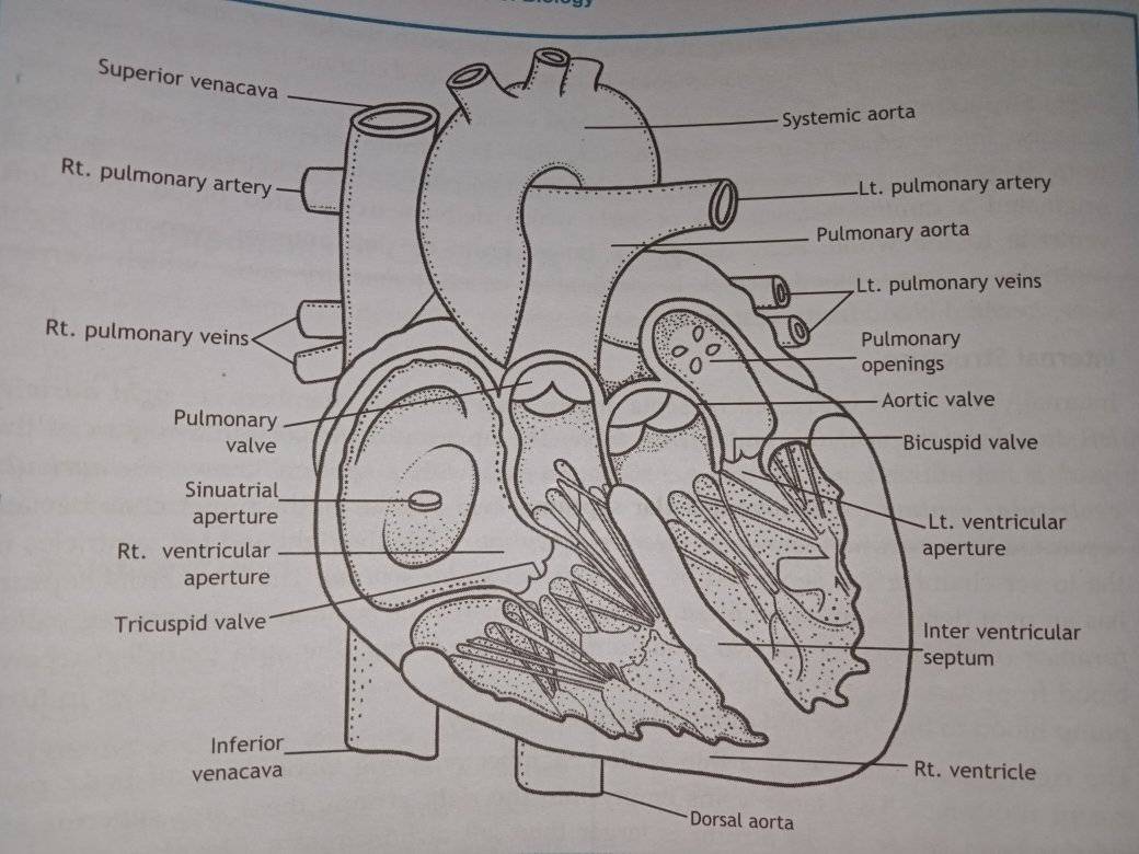 Internal Structure Of Heart Heart Diagram Human Heart 52 OFF Internal Structure Of Heart Heart Diagram Human Heart 52 OFF