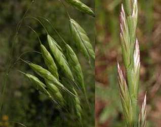 Gramineae(Poaceae) | Class Eleven Biology