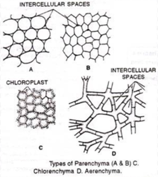 PARENCHYMA | Class Twelve Biology
